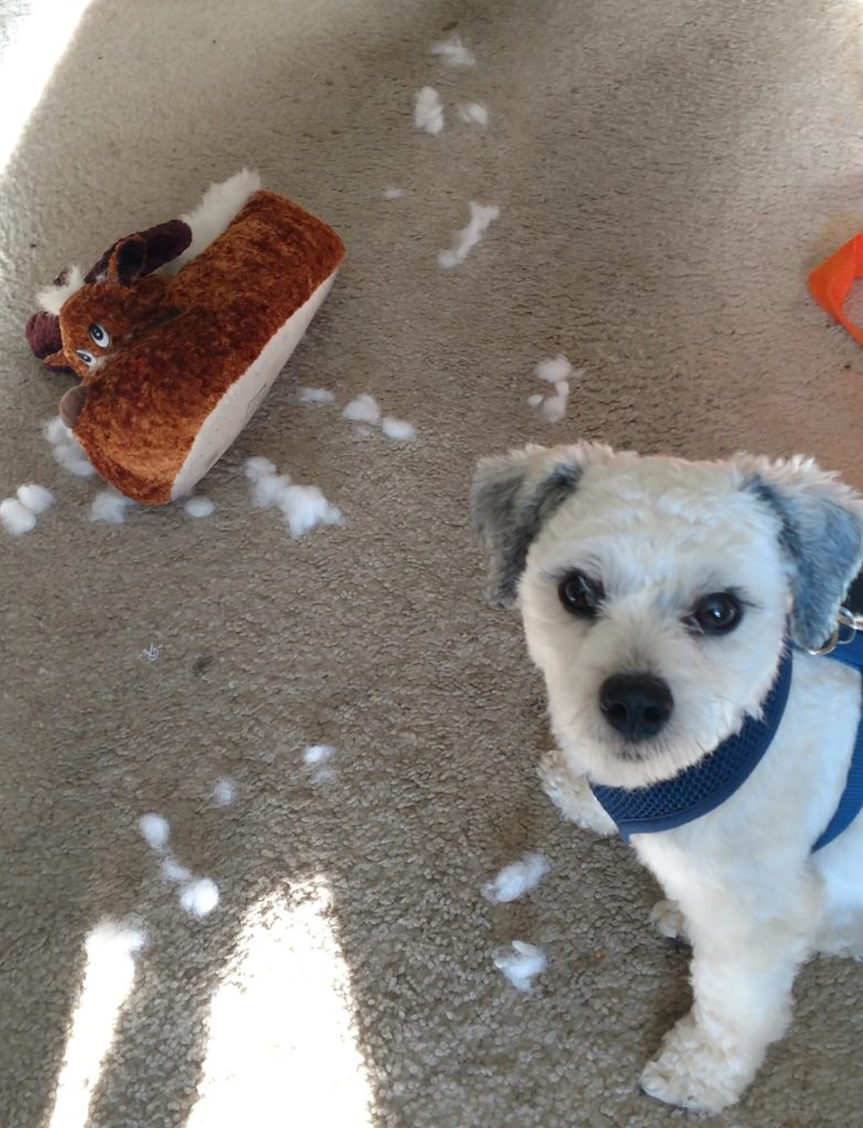 As the Idiocracy takes the country to the dogs, who wins the Golden ...